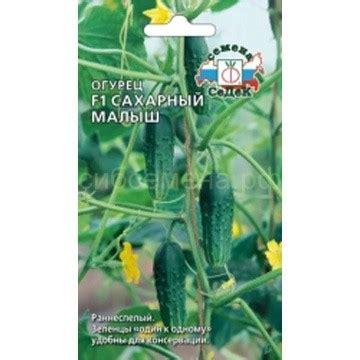 ОГУРЕЦ — Семена для Сибири