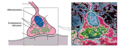 Diagram Anatomie Zenuwstelsel Opbouw Synaps Quizlet