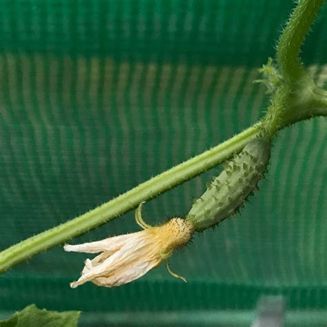 How I Built A Cucumber Support For Free Homegrown Garden
