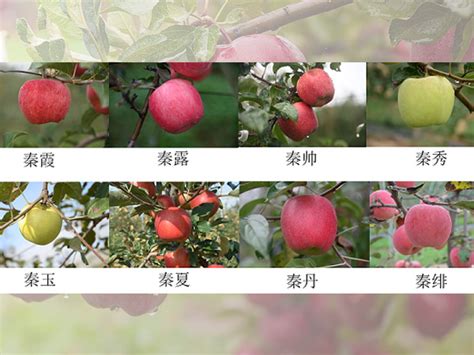 秘鲁蓝莓两大新品种发布 极端气候耐受保质期长 亚洲水果