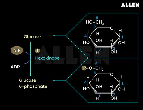 Emp Is Also Known As A Glycolysis B Krebs Cycle C Ets