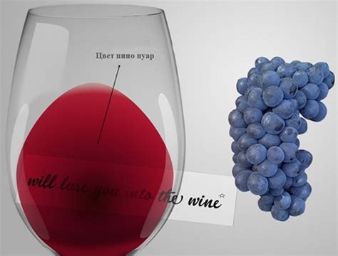 Вино «Пино нуар (Pinot noir)» – особенности и культура употребления ...