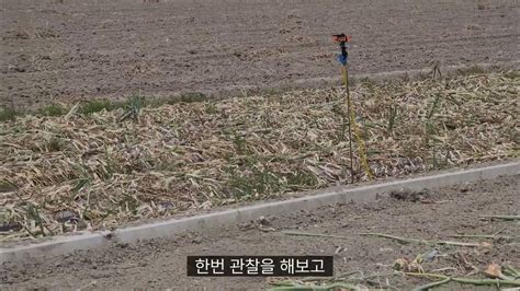 양파종자 안보면 손해 양파농사대박 Youtube