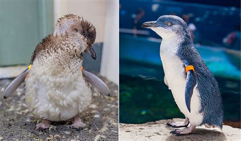 Penguin Molting Makeover Birch Aquarium At Scripps