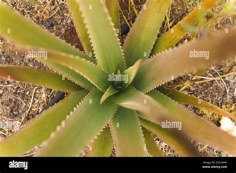 Top Down View Of An Aloe Vera Plant With Long Speckled Green Leaves