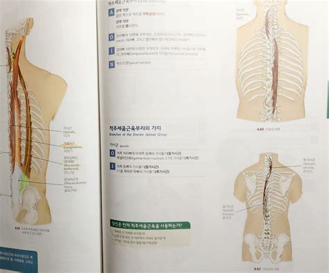 나를 일으켜 세운 척추세움근 기립근