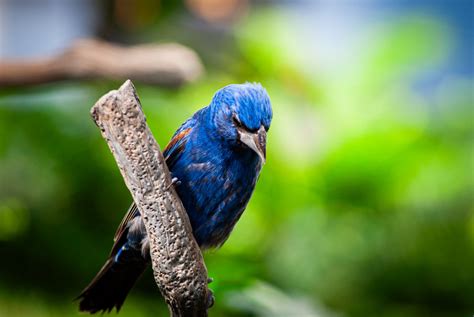 Jay Meredith Wild View