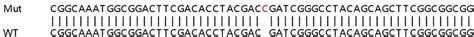 Human Eif4h Knockout Hek 293t Cell Line Ab266430 Abcam
