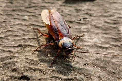 Cockroach Stock Image Image Of Colored Ground Close 338768853