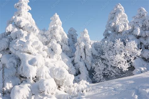 Foto De 대한민국 한국의 눈덮인 나무가 가득한 숲의 상고대와 눈꽃이 만연한 겨울 설산의 풍경 Do Stock Adobe