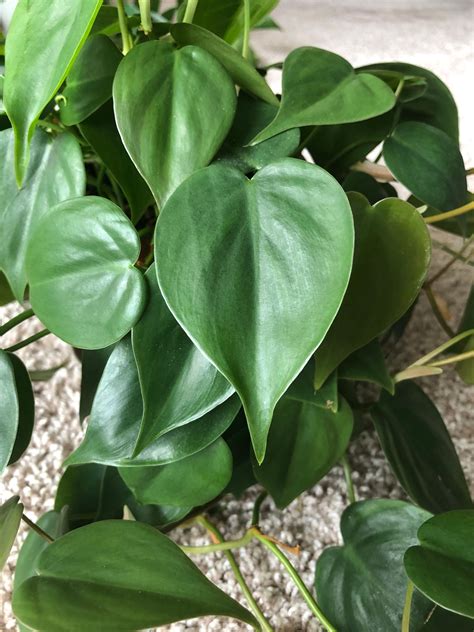 The Heart Leaf Philodendron Or Philodendron Hederaceum Is A Gorgeous