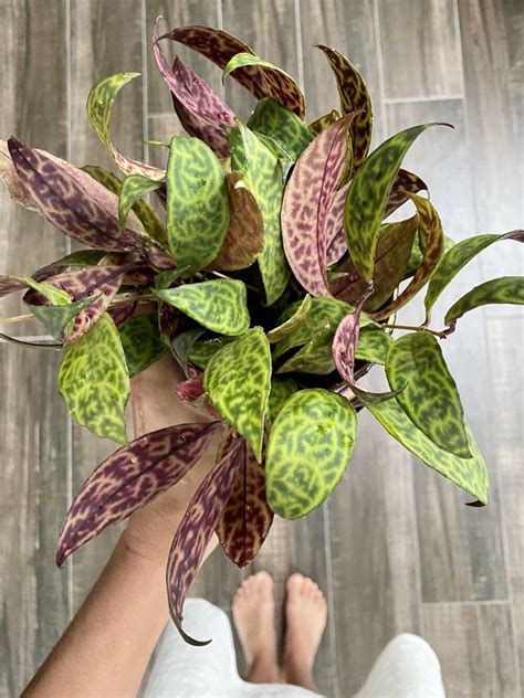 Black Pagoda Lipstick Plant Flower At Sebastian Moses Blog