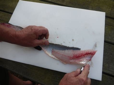 How To Fillet A Fish