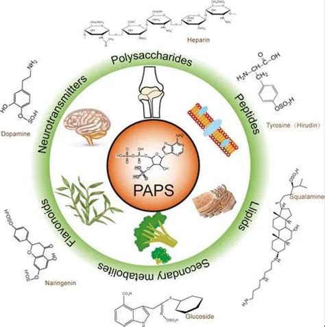 Adp磷酸化酶利用焦磷酸驱动的闭环再生系统实现atp等摩尔转化为paps 糖化学与生物技术教育部重点实验室