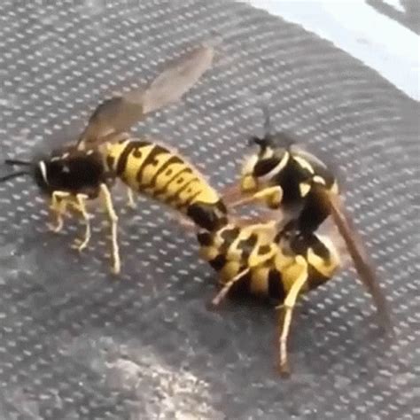 Wasp Sex GIF Wasp Sex Humping Discover Share GIFs