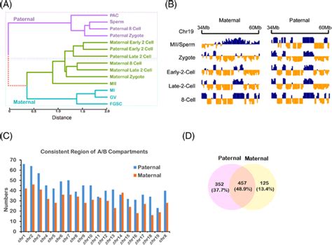 Identification Of Conserved Allelic Chromatin Structures A Download Scientific Diagram