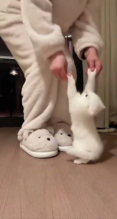 With Cat ，dance~~~~ Funny Lol Memes Prank Challenge Cat Cute 搞笑 Cats Fyp Youtube