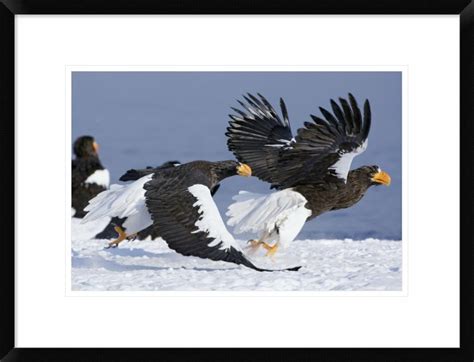 Global Gallery Stellers Sea Eagle Chasing Away Another Adult Kamchatka Russia Framed