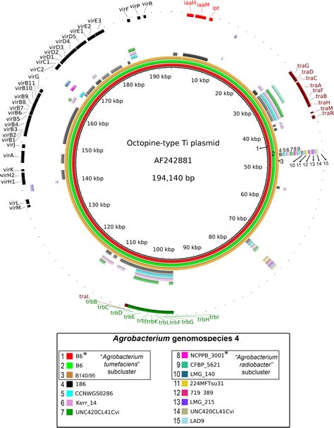 Agrobacterium Ti Plasmid