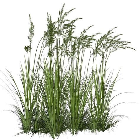Seedenergies La Graine Par Nature