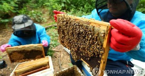 도시양봉 꿀 첫 채밀