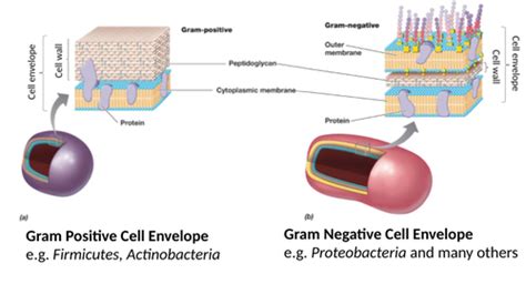 Lecture Key Concepts Of Cell Membrane Biology Flashcards Quizlet