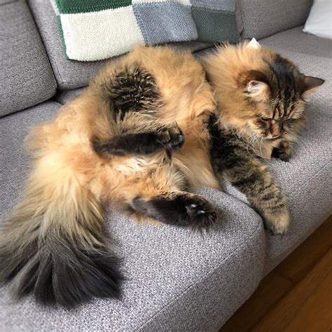 Diabetic Cat Food Australia Yukiko Hickson