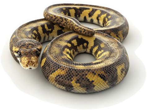 Python Pngs For Free Download