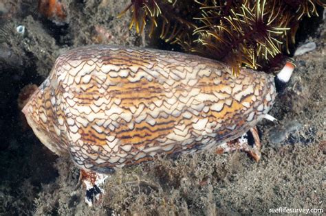 Conus Textile Textile Cone Reef Life Survey