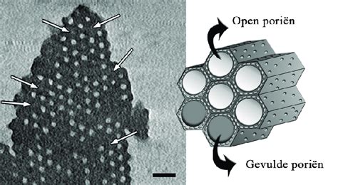Figuur 11 9 Et Opname Van Etheen Pmo Waarvan Sommige Poriën Gevuld Download Scientific Diagram