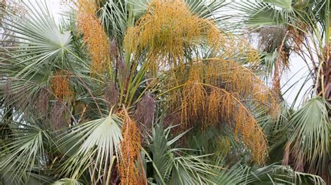 What Does Palm Tree Fungus Look Like