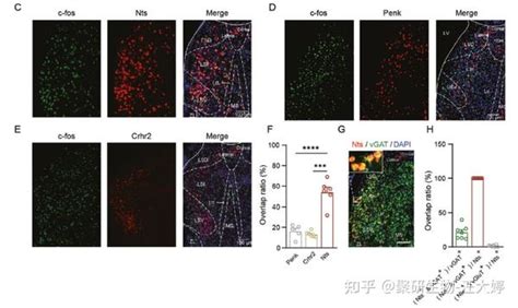 Rnascope 在神经元标志物鉴定中的应用 知乎