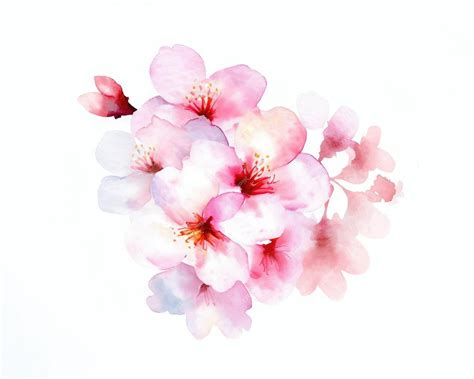 Premium Photo Watercolor Cherry Flowers A Cherry Blossom Isolated On