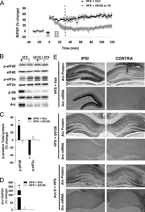 Arc Protein Synthesis Requires Sustained Erk Dependent Arc Download Scientific Diagram