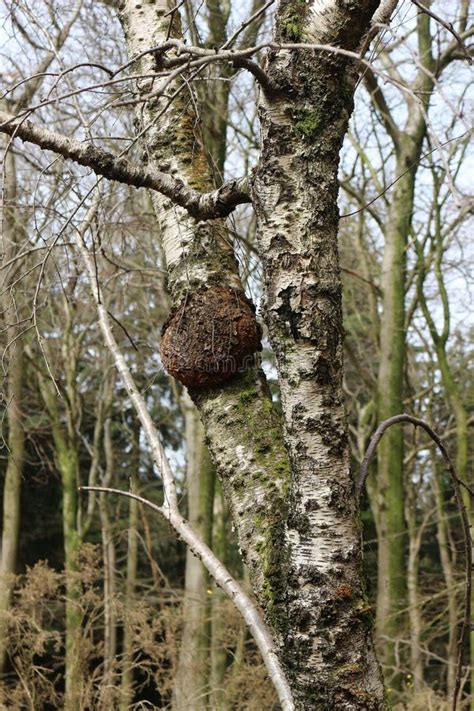 Tree Burl On A Silver Birch Tree Stock Image Image Of Plant Anomaly