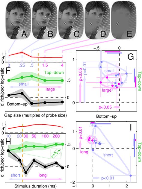 Top Down Effect Is Spatially Global F But Reduced At Ultrashort Download Scientific Diagram