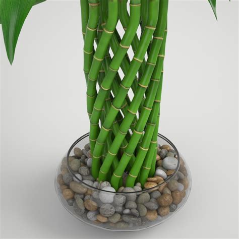 Бамбук растения домашний (45 фото) - фото - картинки и рисунки: скачать ...