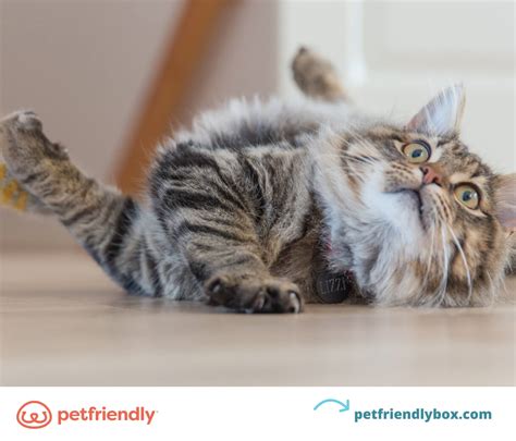 How To Teach A Cat Tricks Benefits Tips And 5 Tricks To Try