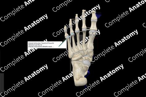 Distal Articular Facet Of Fourth Metatarsal Bone Complete Anatomy