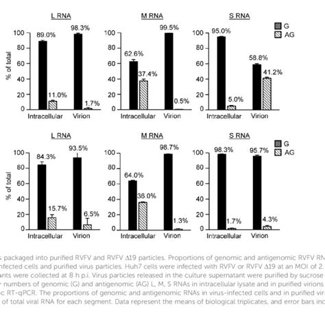 Rescue And Characterization Of Rvfv D19 A Schematic Diagram Of S Rna