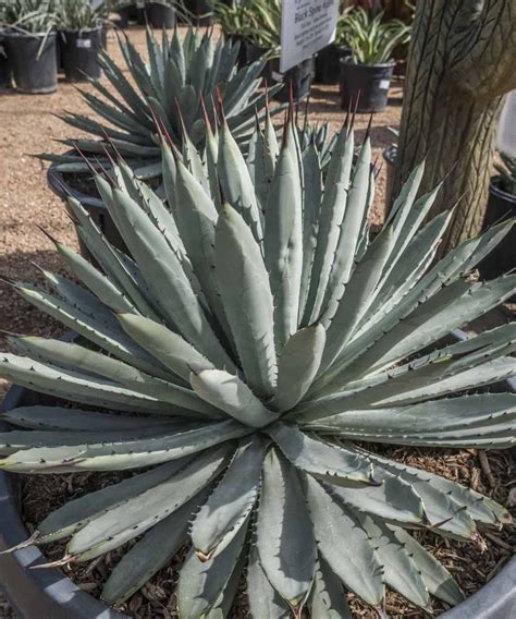 Black Spine Agave Desert Horizon Nursery