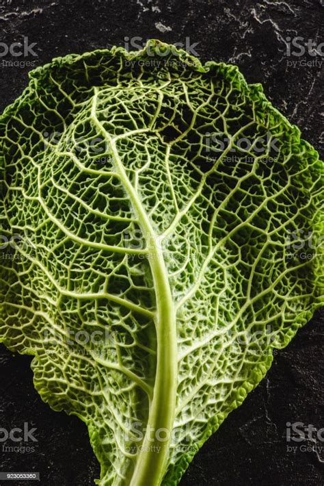 블랙에 건강 한 사 보이 양배추의 신선한 녹색 잎의 근접 보기 0명에 대한 스톡 사진 및 기타 이미지 0명 건강관리와 의술 건강한 생활방식 Istock