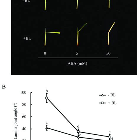Dwarf And Low Tillering Dlt Is A Major Crosstalk Node Of Aba And Br Download Scientific