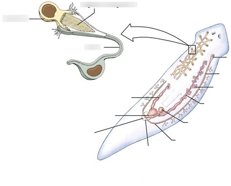 Reproduction And Excretory Systems Of Platyhelminthes Diagram Quizlet