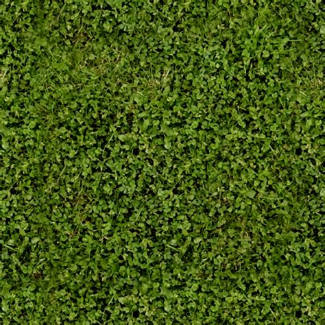 How To Plant Centipede Grass And Caring For Centipede Grass Artofit