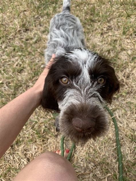 German Wirehaired Pointer Puppies For Sale St Augustine Fl 323719