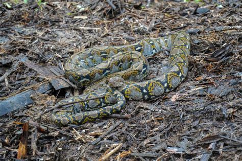 Python On The Ground Reticulated Python And X28malayopython Reticulatusand X29 With Body Coiled