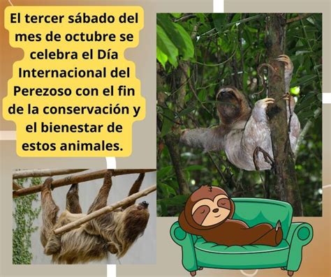 World Sloth Day Jose Manuel Gomez Arraya