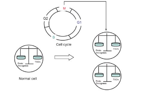 In Human Cells Proto Oncogenes And Tumor Suppressor Genes Are At A