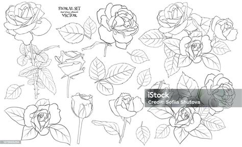 잎이 있는 섬세한 장미 꽃 세트 장식 카드 디자인 직물 종이 인쇄물 직물 등을 위한 꽃 조성물을 그리기 위한 윤곽 도면 세트 벡터 그래픽 개체 그룹에 대한 스톡 벡터 아트